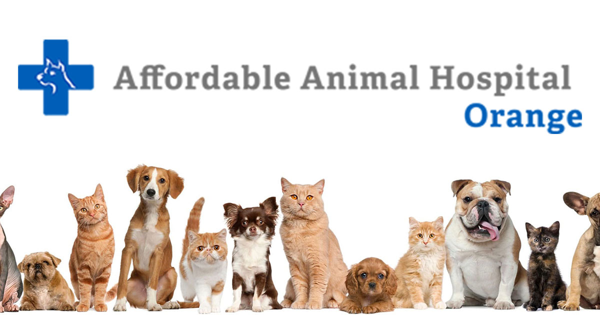 Emergency Vet in Orange, CA | Affordable Animal Hospital